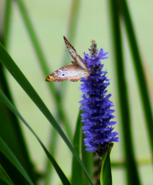 White Peacock Butterfly | Project Noah