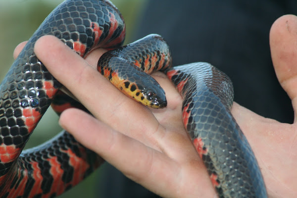 Red Bellied Mud Snake | Project Noah