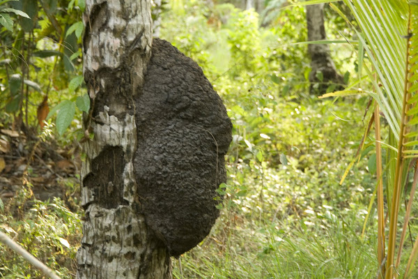 Termite Home | Project Noah