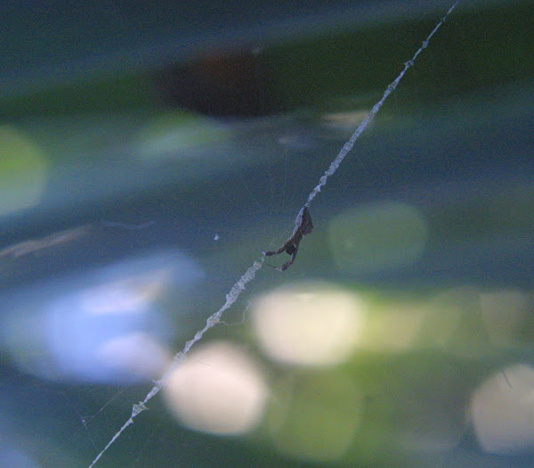 Cribellate Orb Weaver | Project Noah