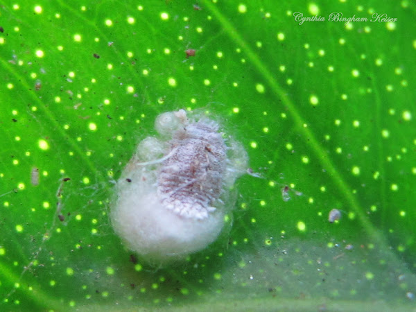 Citrus Mealbybug vs Mealybug Destroyer | Project Noah