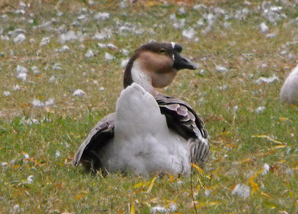 Domestic Brown Chinese Goose | Project Noah