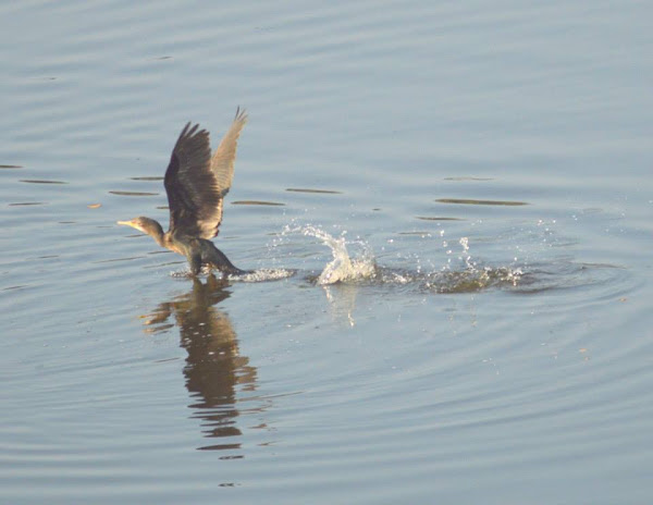 Black Cormorant | Project Noah