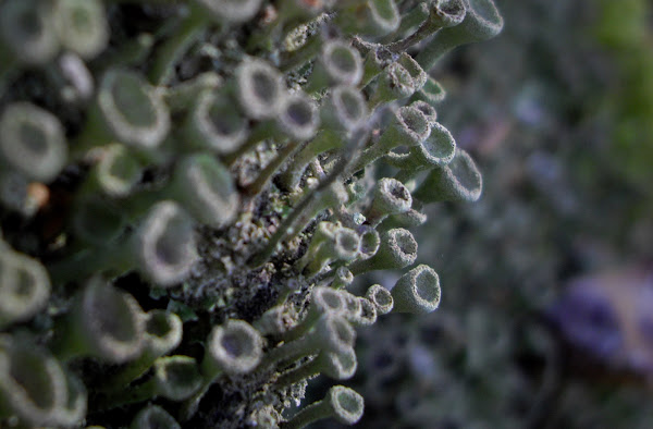 Cup Lichen | Project Noah