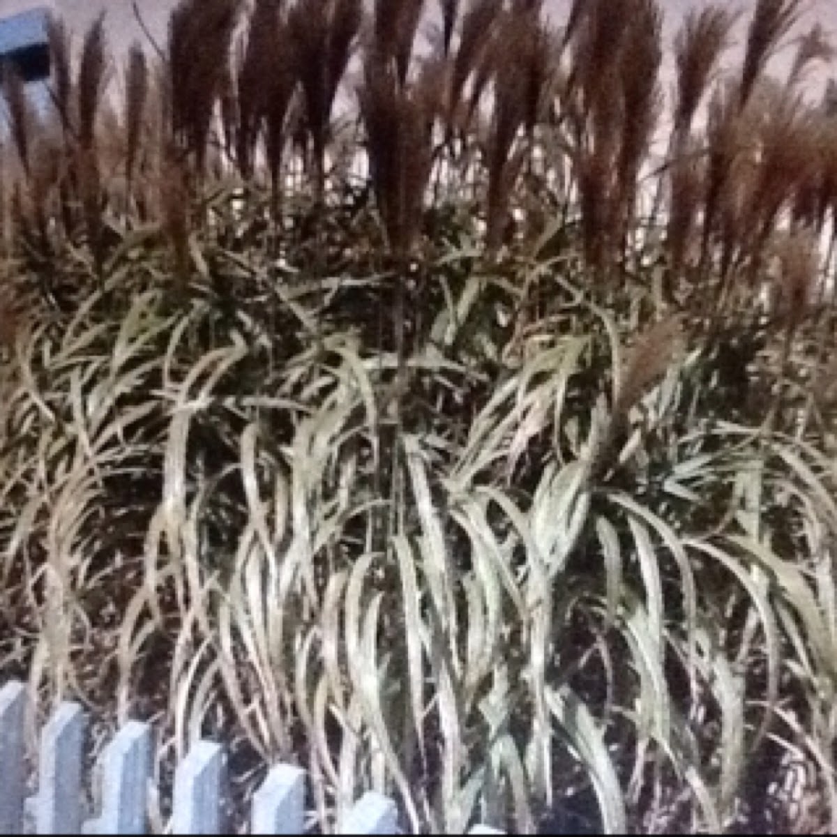 European Beach Grass | Project Noah