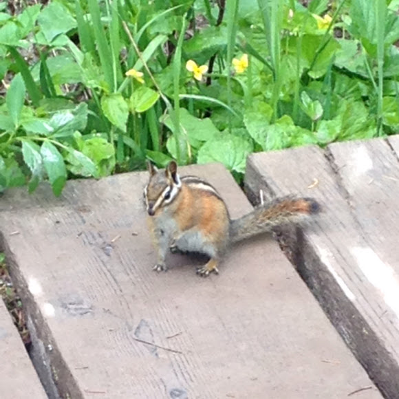 Gray-collared Chipmunk | Project Noah