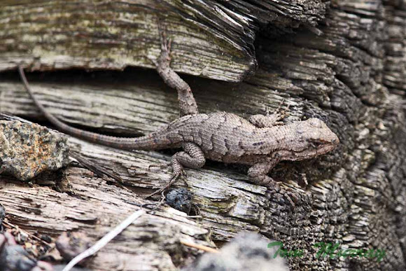 Northern Fence Lizard | Project Noah