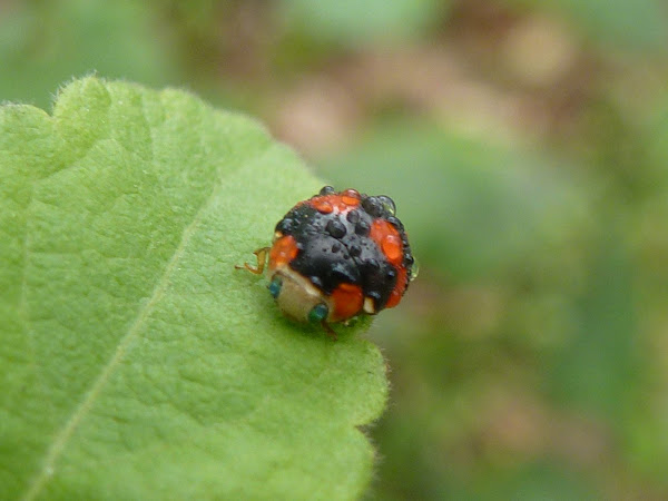 Ladybug | Project Noah