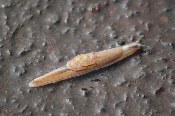 Yellow-shelled semi-slug | Project Noah