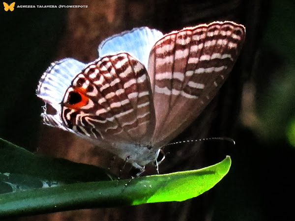 White Caerulean (Male) | Project Noah