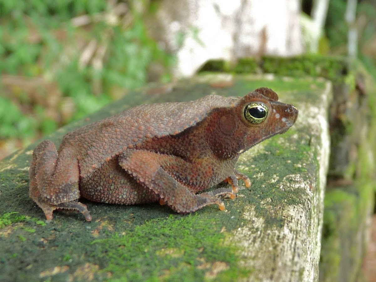Leaf Toad | Project Noah
