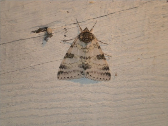 White Underwing | Project Noah