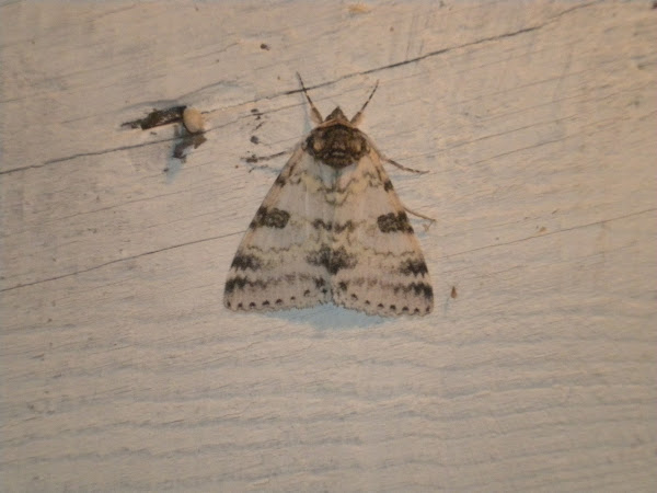 White Underwing | Project Noah