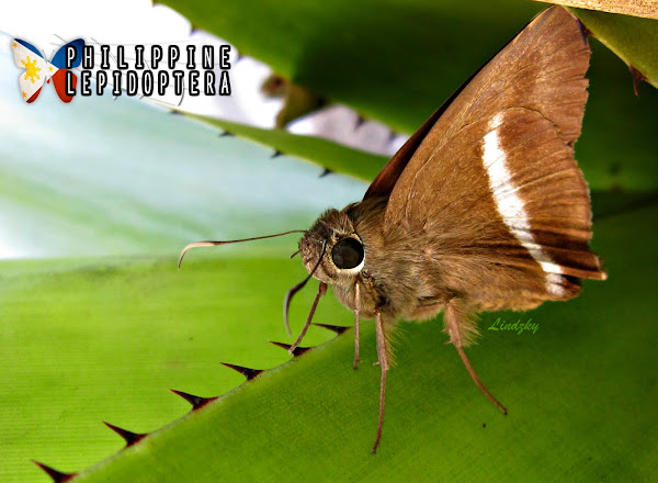 Banded Awl | Project Noah