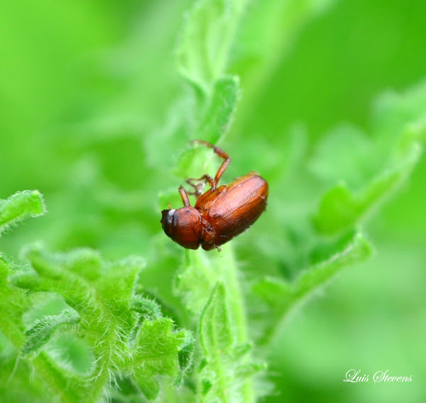 Beetle | Project Noah