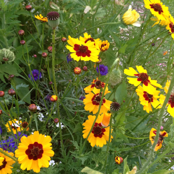 Bicolor coreopsis | Project Noah