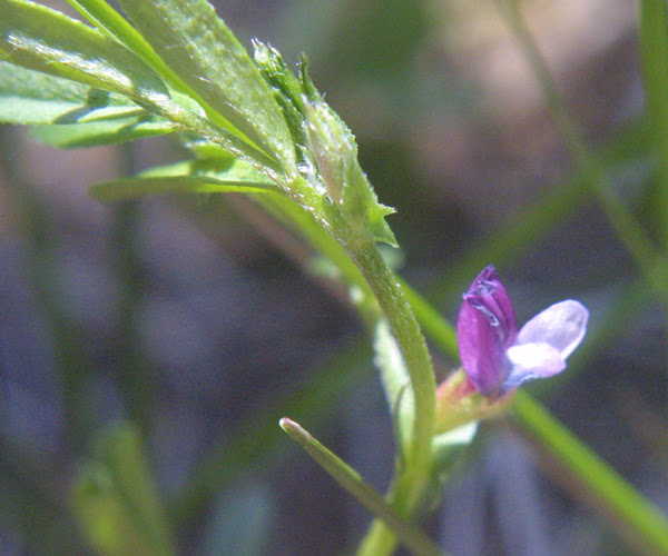 Common Vetch | Project Noah