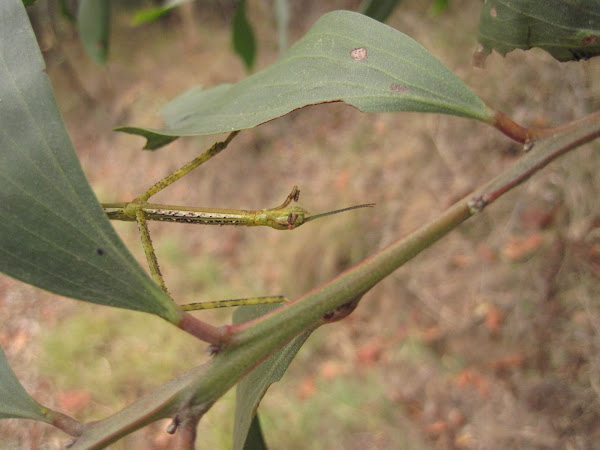 Strong stick insect | Project Noah