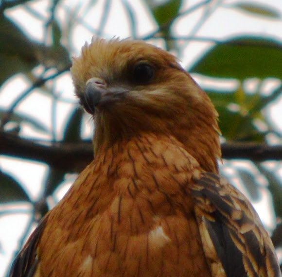 Square-tailed Kite | Project Noah
