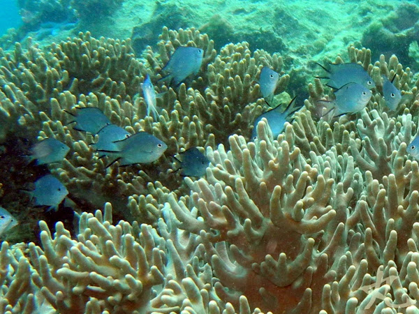 Blackfin Chromis | Project Noah