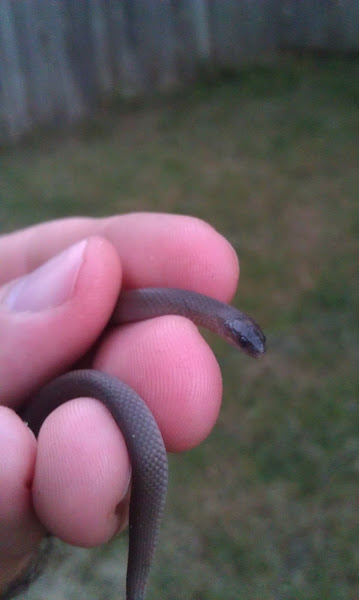 Rough Earth Snake | Project Noah