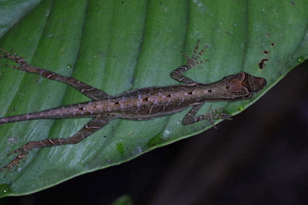 Common Forest Anole | Project Noah