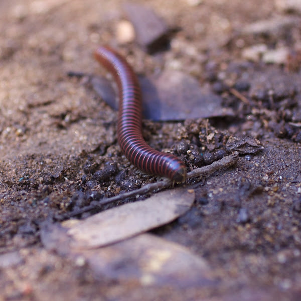 Millipede | Project Noah