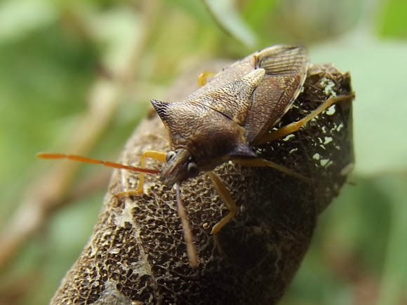 Spined Predatory Shield Bug | Project Noah