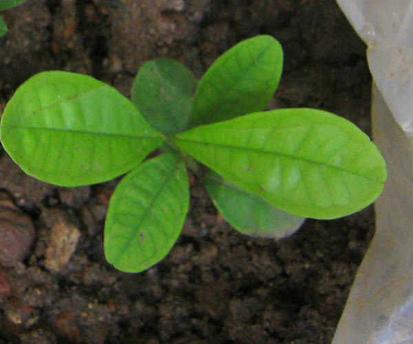 Rose apple / 'Champakka' | Project Noah