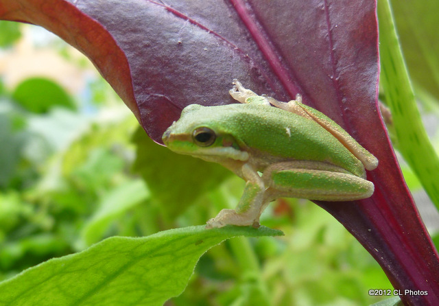 Eastern Dwarf Tree Frog | Project Noah
