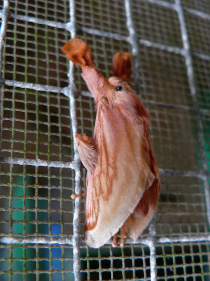 Limacodid moth | Project Noah