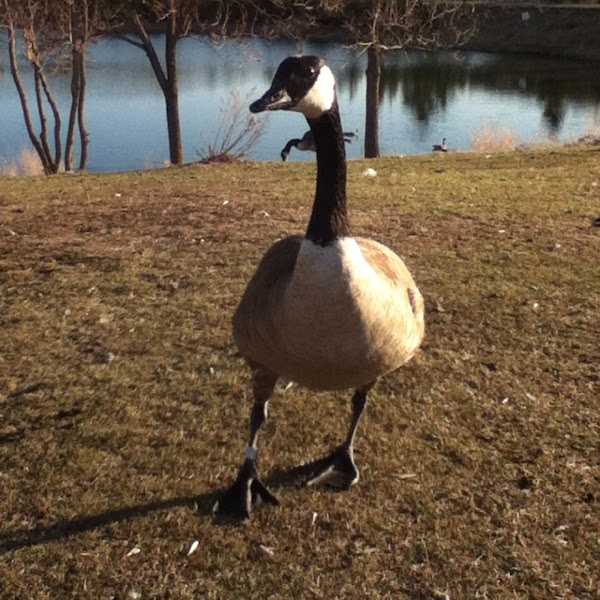 Canada goose | Project Noah