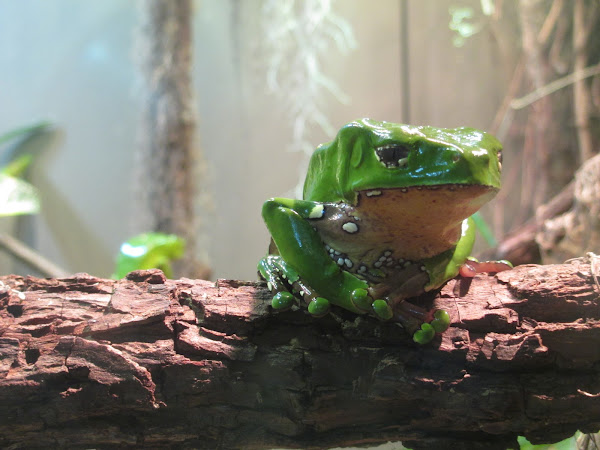 Giant Green Tree Frog | Project Noah
