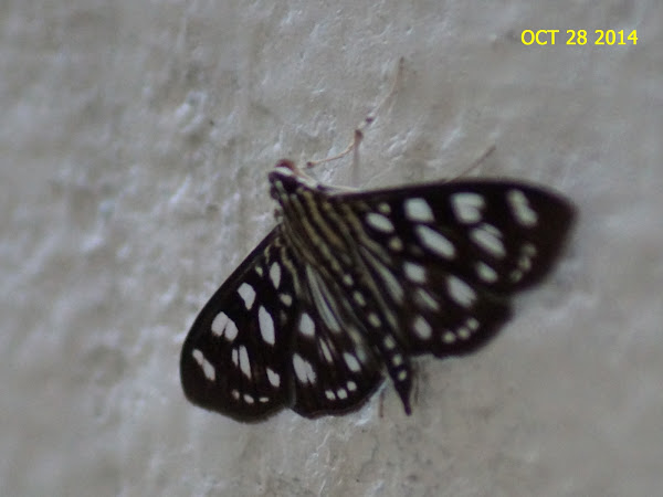 Snout nose moth | Project Noah