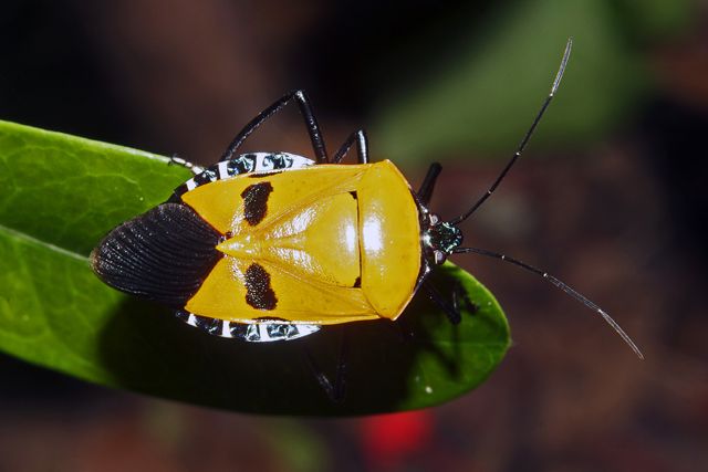 Man-face Bug | Project Noah