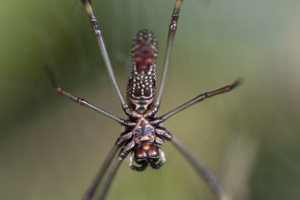 Golden Orb Spider | Project Noah