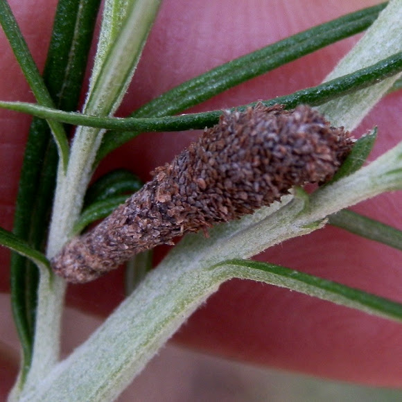 Cone Case Moth | Project Noah