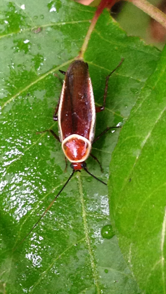 Pale Bordered Field Cockroach | Project Noah