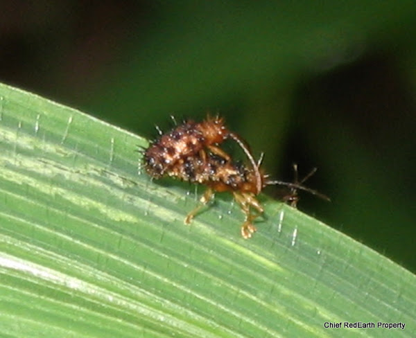 Spiny beetle / Rice hispa / Mule vandu | Project Noah