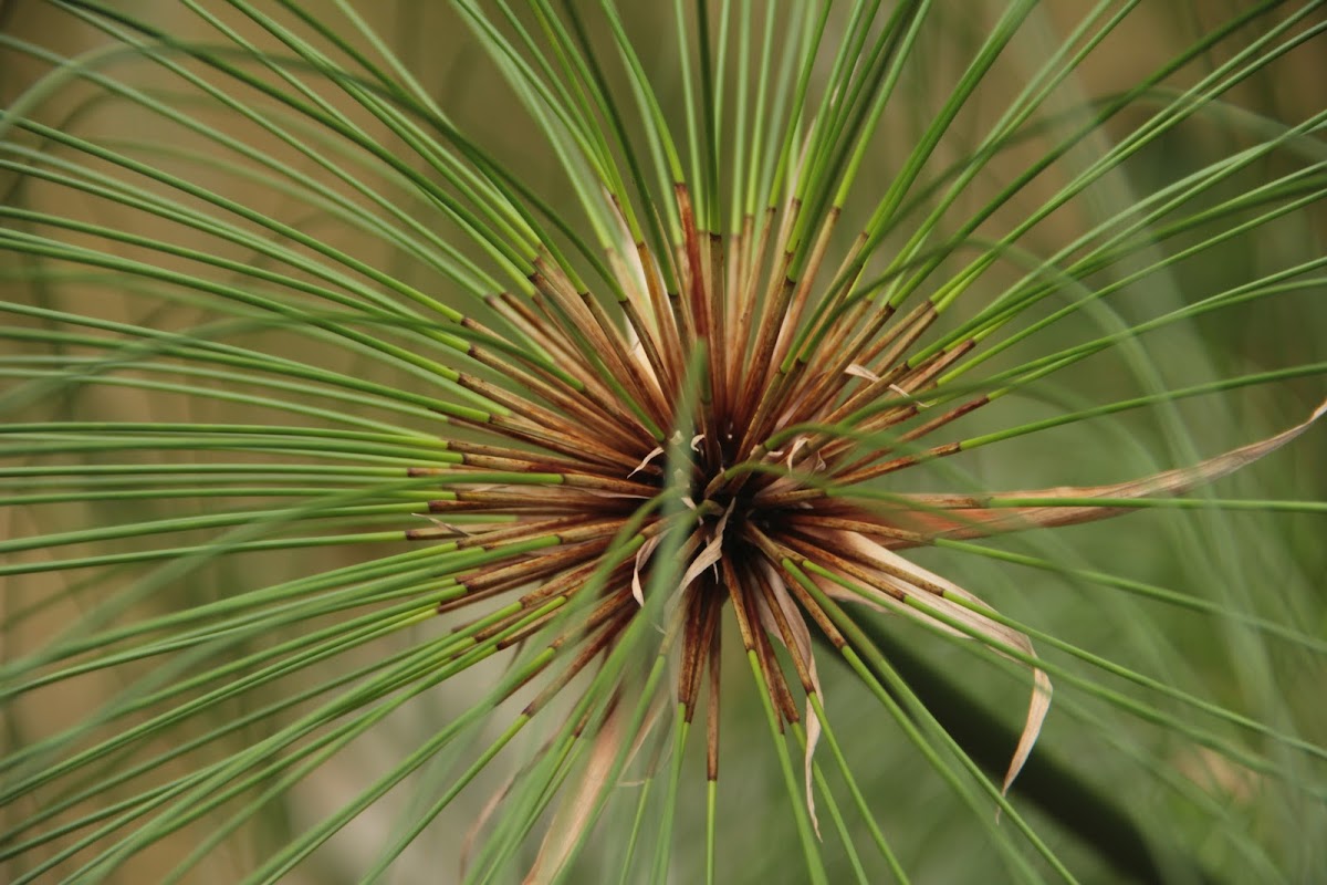 Paper Reed | Project Noah