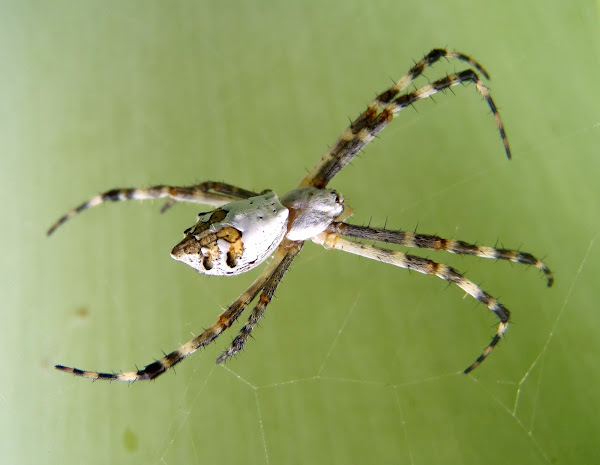 Silver Argiope. Araña argiope | Project Noah