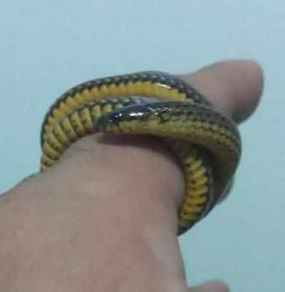 Spotting | Project Noah