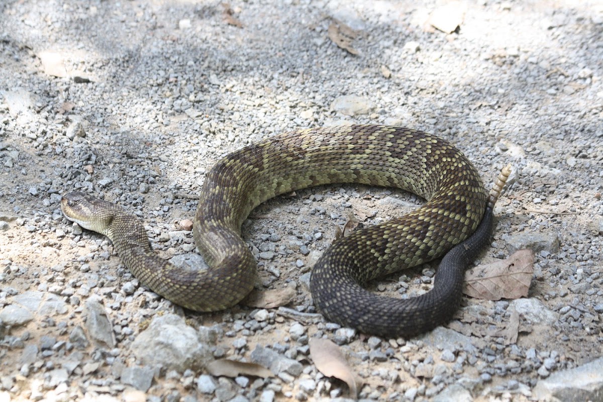 Víbora de cascabel cola negra, Black-tailed rattlesnake | Project Noah