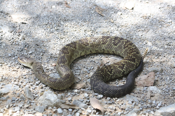 Víbora de cascabel cola negra, Black-tailed rattlesnake | Project Noah
