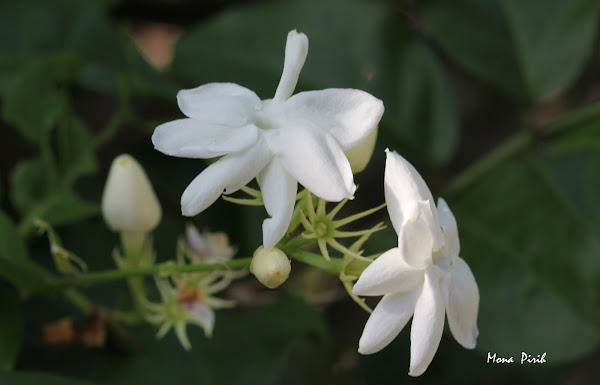 Jasmine Flower | Project Noah