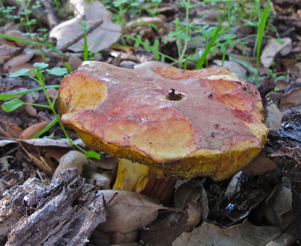 Admirable Bolete | Project Noah