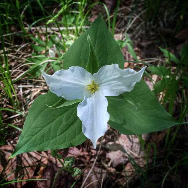 Trillium | Project Noah