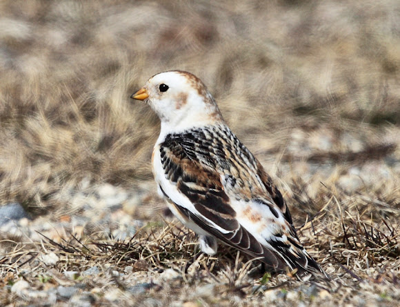 Snow Bunting | Project Noah
