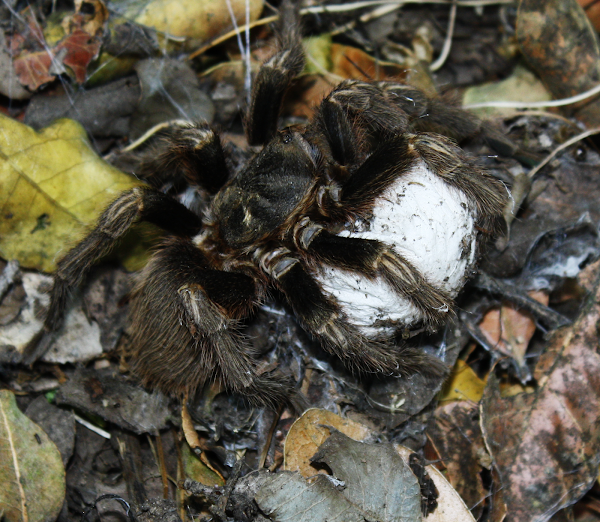 Araña Pollito / Chilean Rose Tarantula | Project Noah