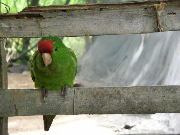 perico de frente escarlata - Scarlet-fronted Parakeet (Conure ...